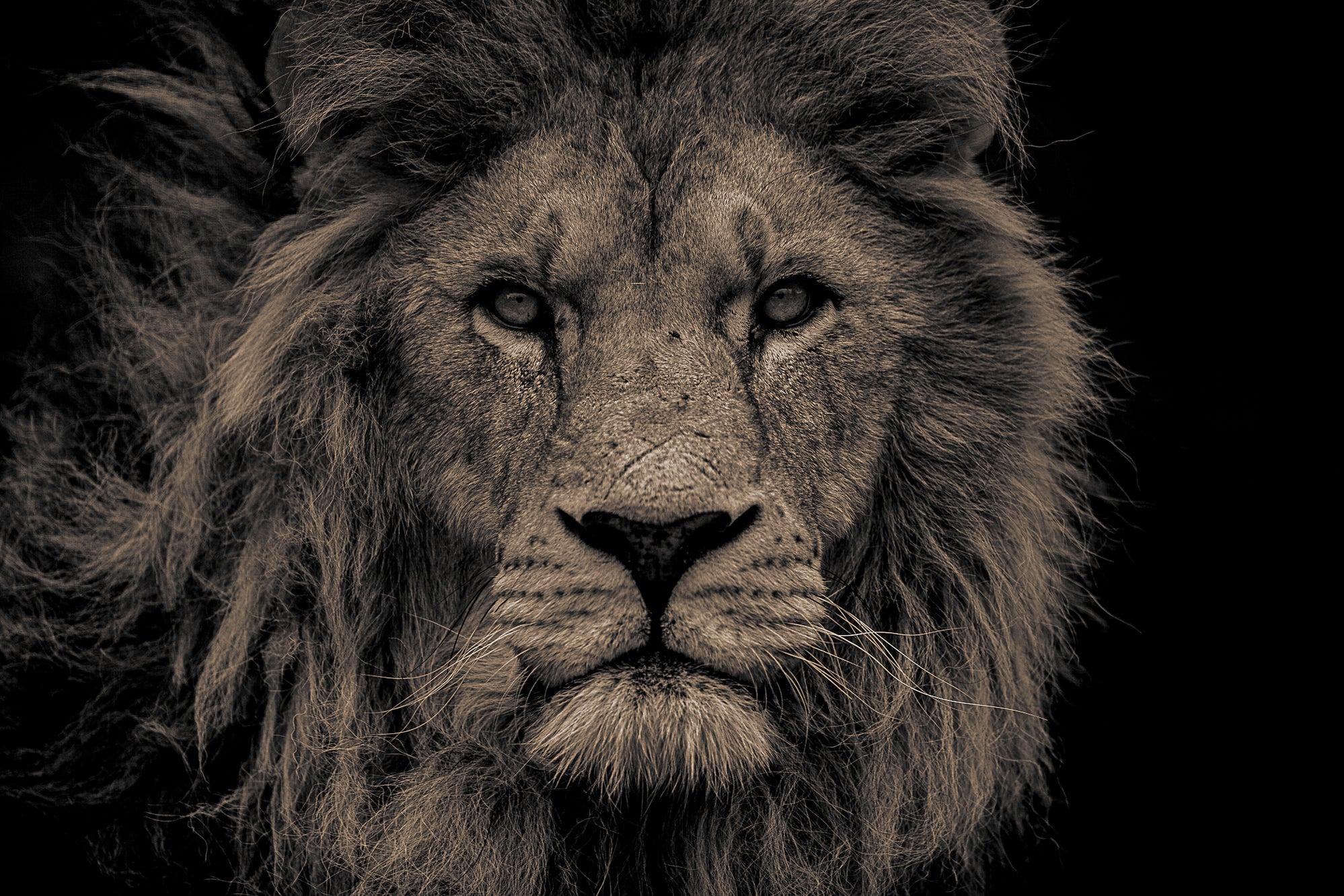 Francesco Formisano Art - Shop By Artist - Citizen Atelier